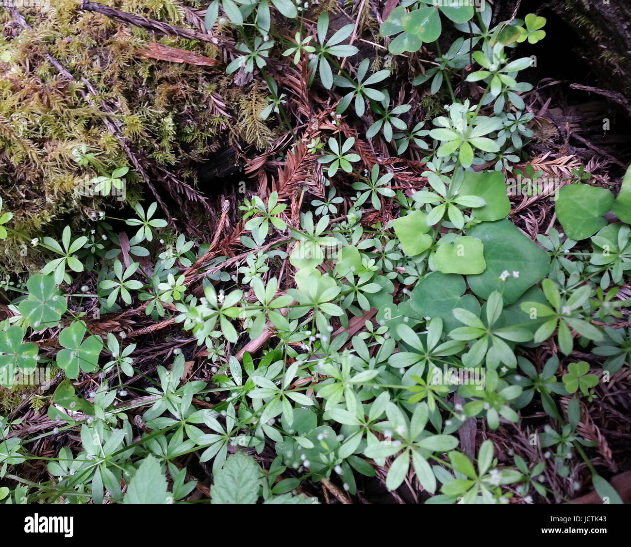 Star Shaped Leaves Stock Photo - Alamy