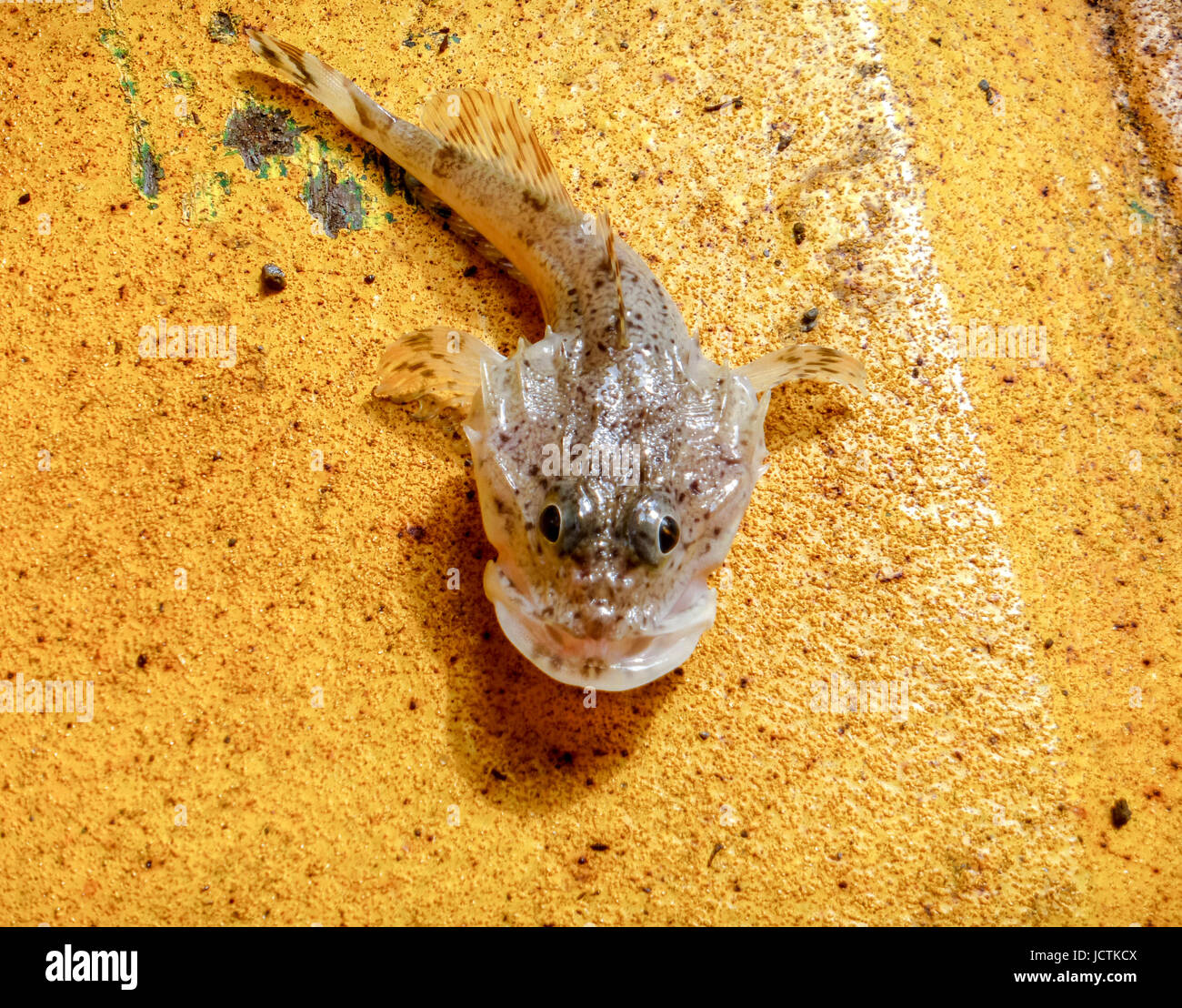 Fish goby in shallow water. Bottom fish in the sand Stock Photo - Alamy