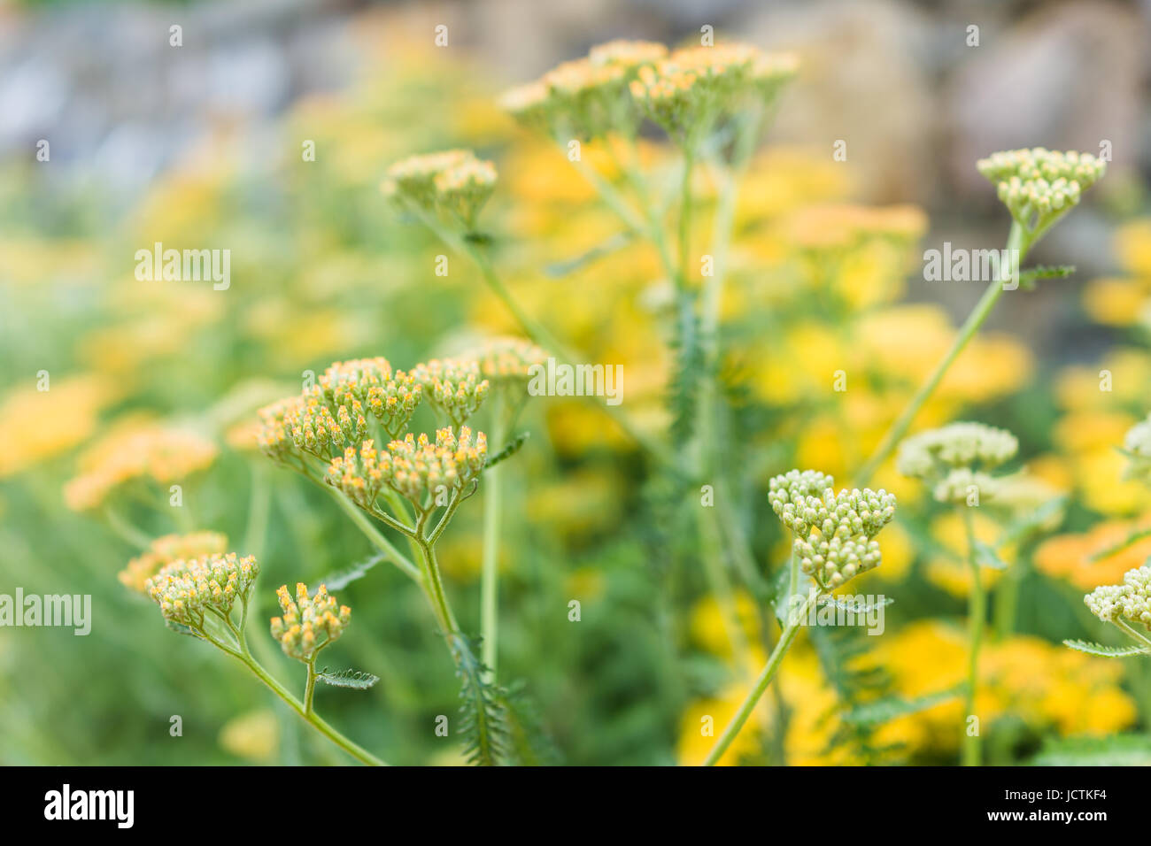 Achillea yellow hi-res stock photography and images - Alamy
