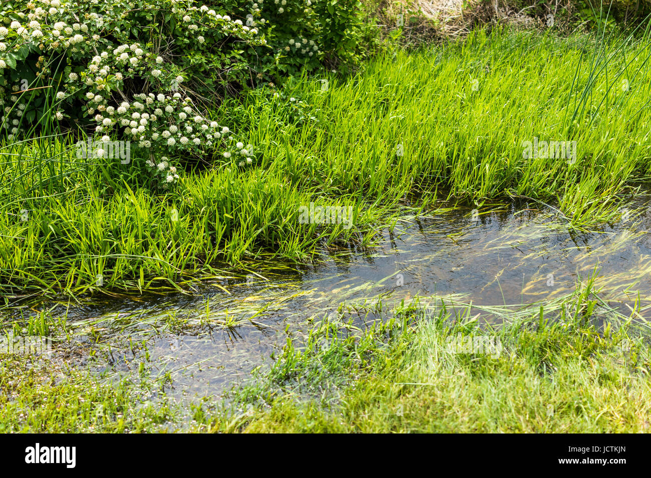 Paddy spring creek hi-res stock photography and images - Alamy