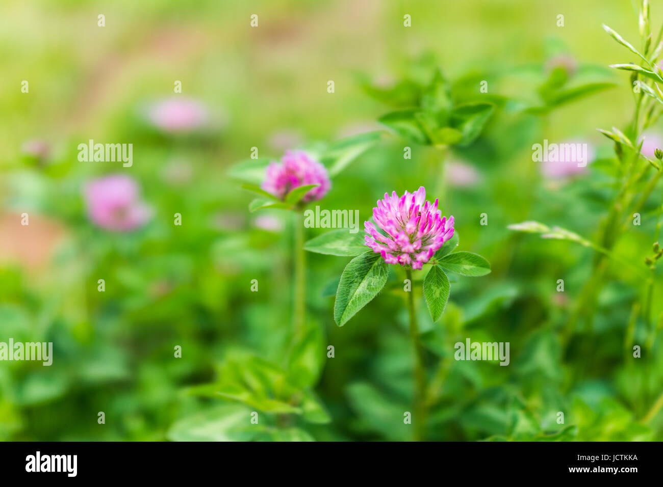 Macro closeup of pink clover flowers showing detail and texture in ...