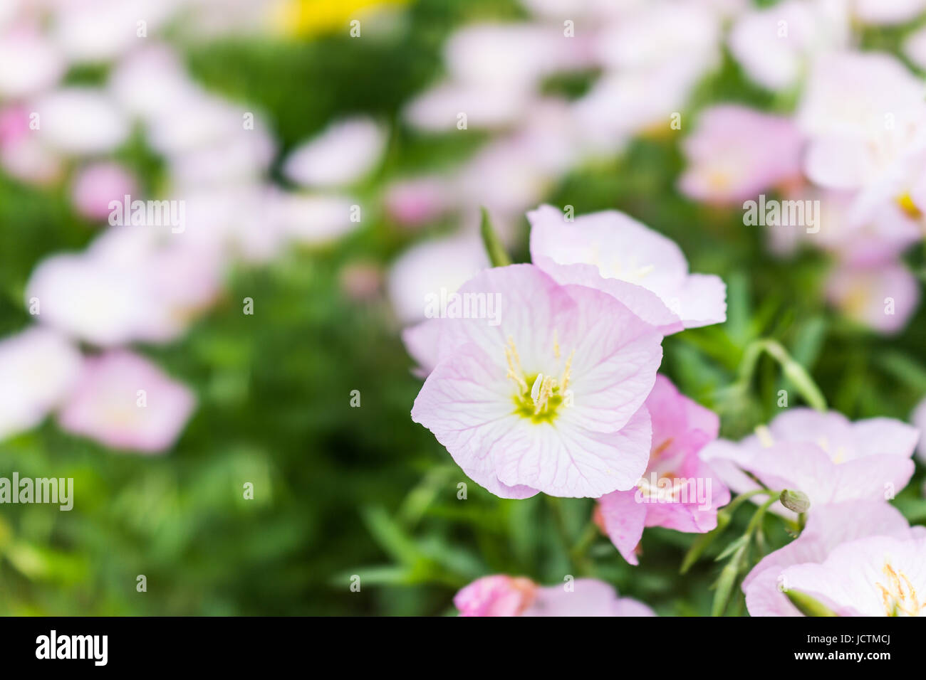 Pink evening primrose hi-res stock photography and images - Alamy