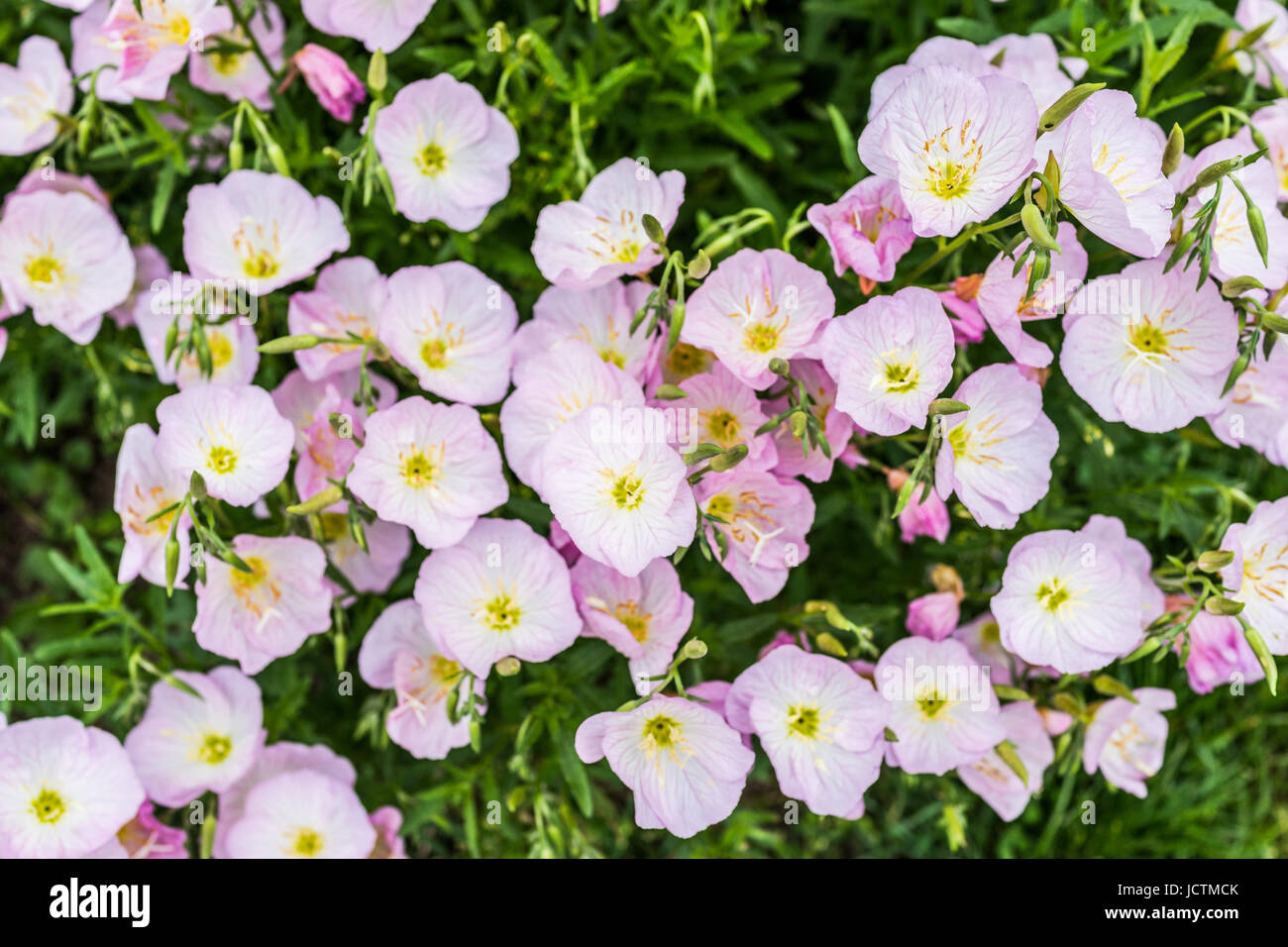 Evening primrose flowers hi-res stock photography and images - Alamy