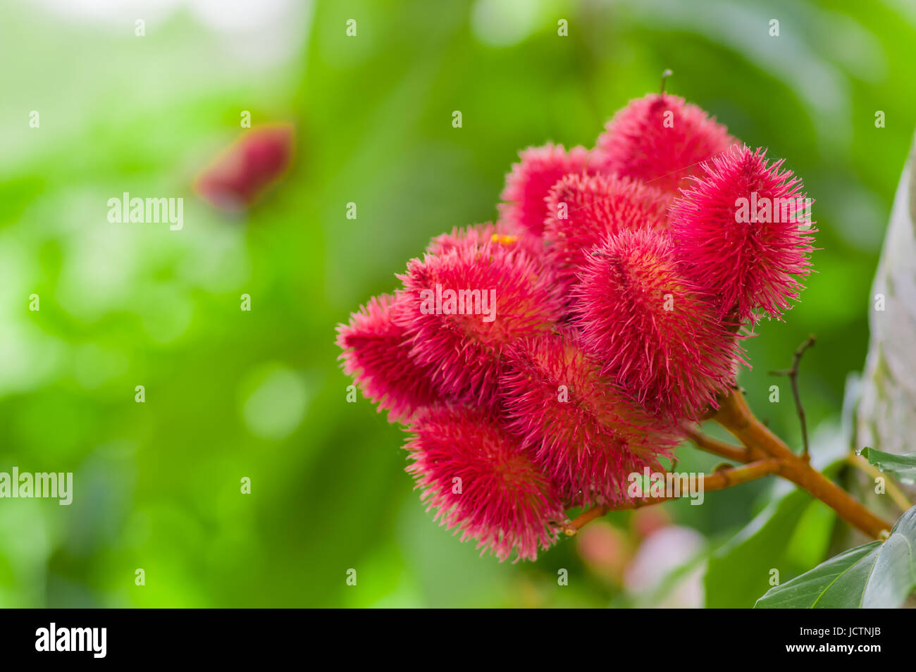 Achiote plant or Annatto plant seeds from these spiny red pods are used ...