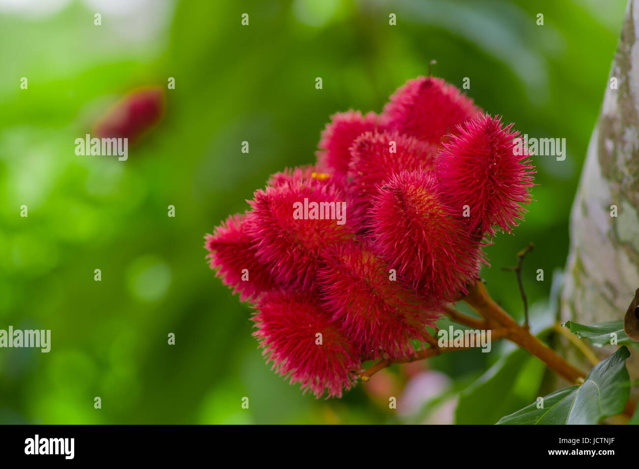 Achiote plant or Annatto plant seeds from these spiny red pods are used ...