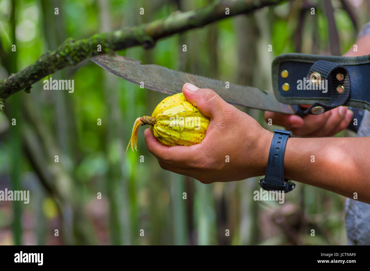 Fresh Cocoa fruit in farmers hands. Organic cacao fruit - healthy food ...