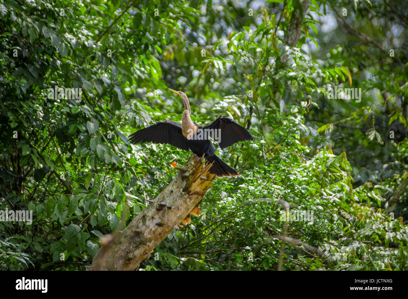 Anhinga or snakebird sittting over a branch, inside of the amazon ...