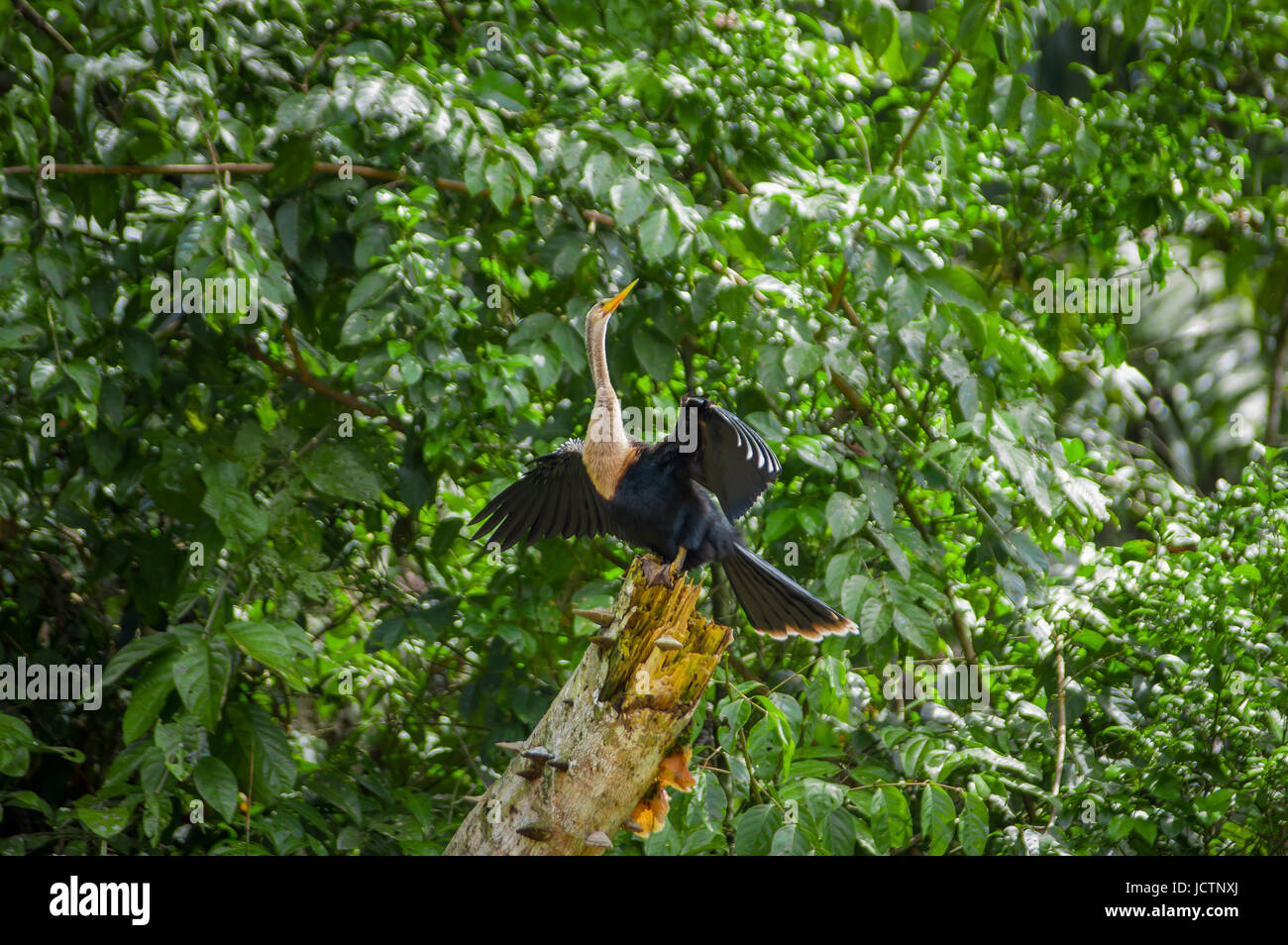 Anhinga or snakebird sittting over a branch, inside of the amazon ...