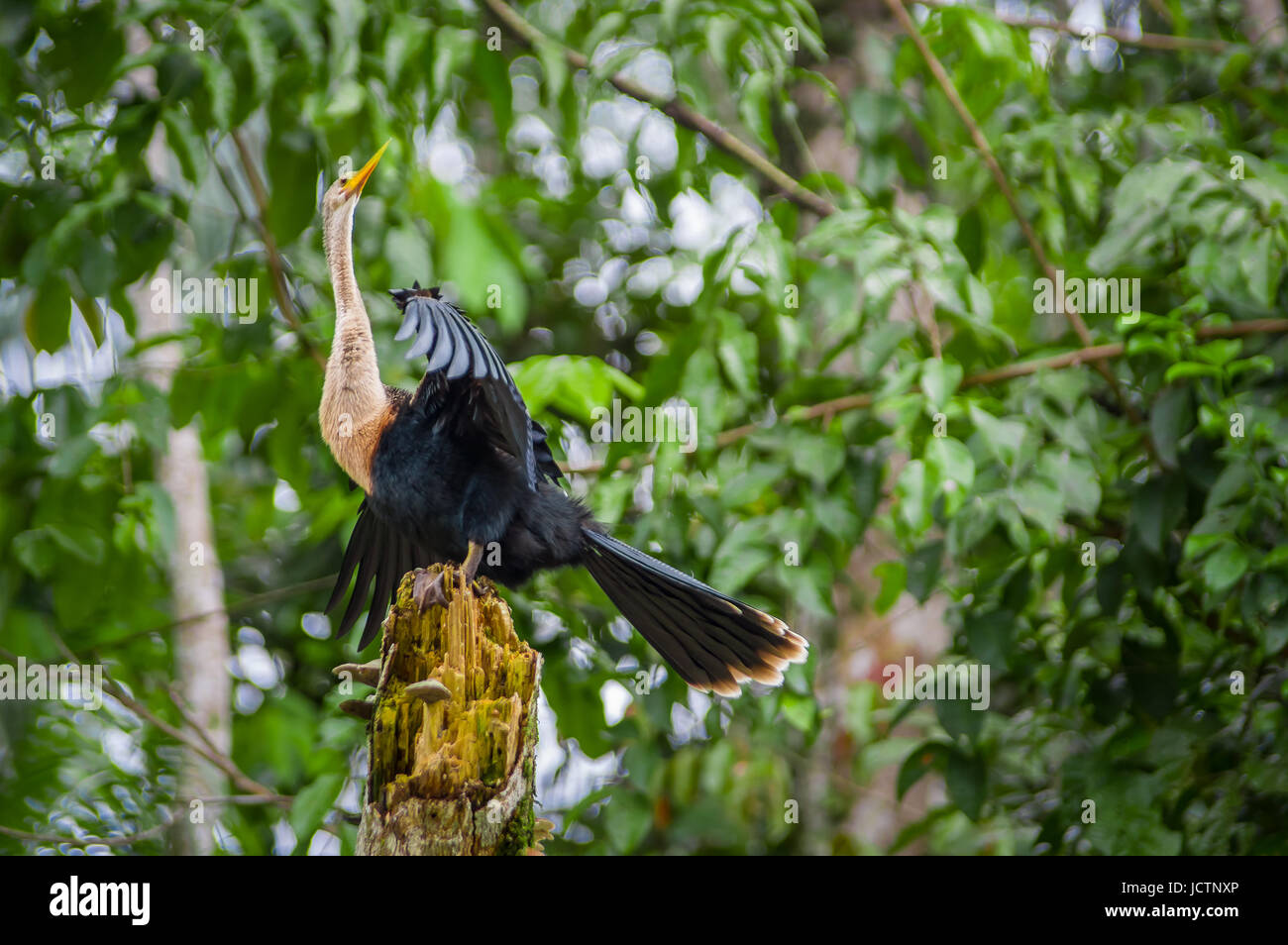 Anhinga or snakebird sittting over a branch, inside of the amazon ...