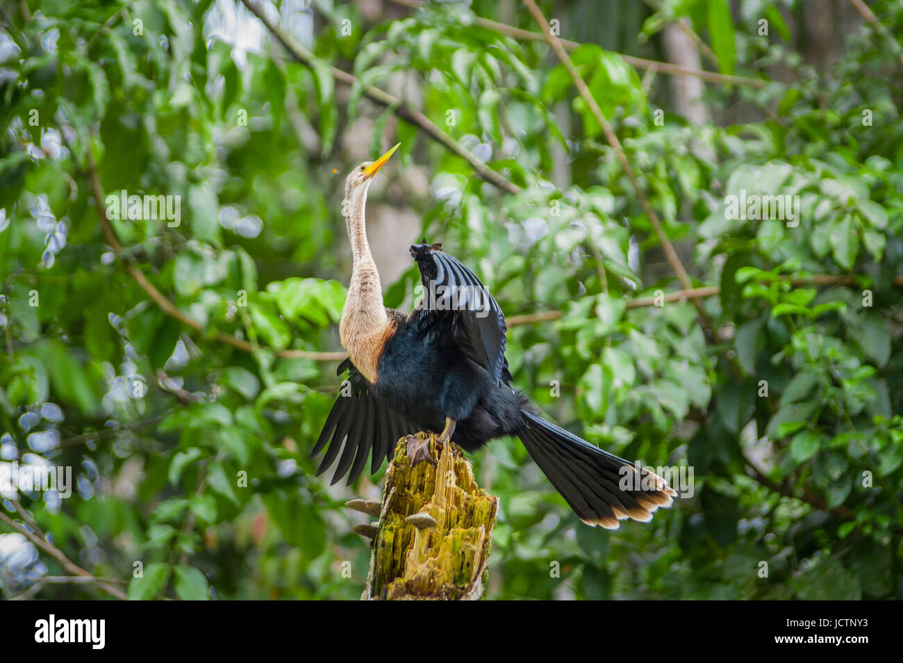 Anhinga or snakebird sittting over a branch, inside of the amazon ...