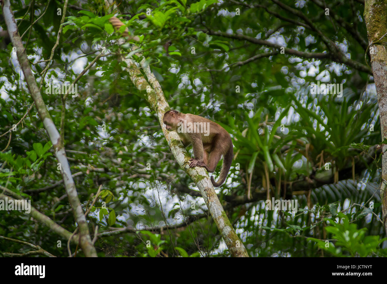 Wild Capuchin Monkey sitting over a branch, inside of the amazon ...