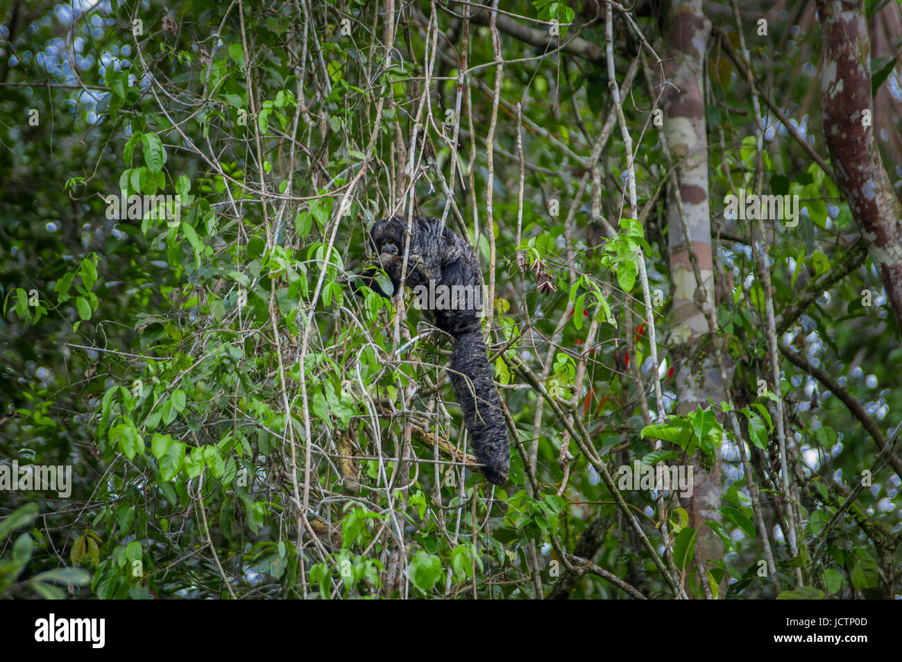 Beautiful saki monkey Pithecia monachus, sitting on a branch inside of ...