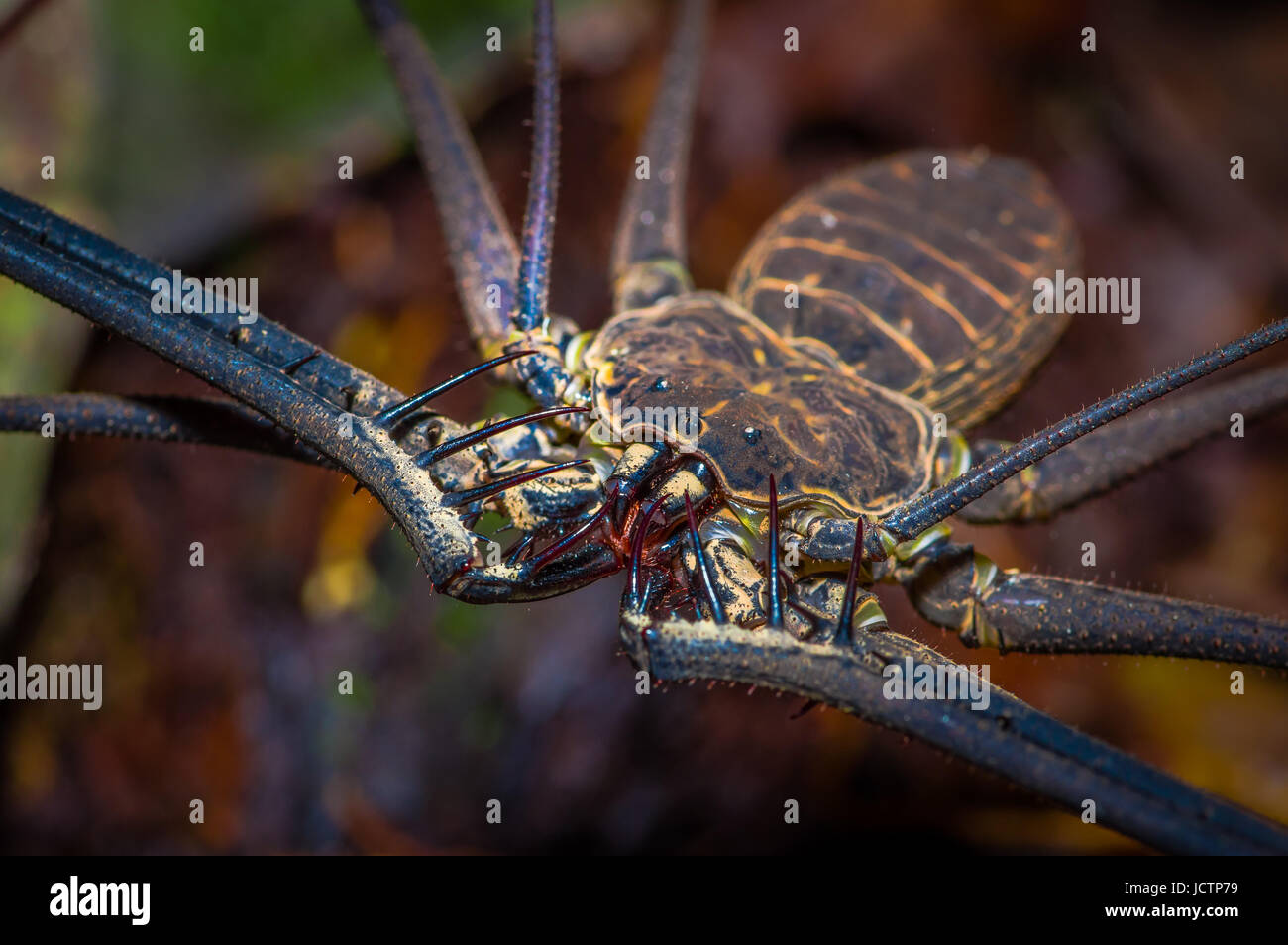 Close up of a whip Scorpion walking toward viewer through dry leafs ...