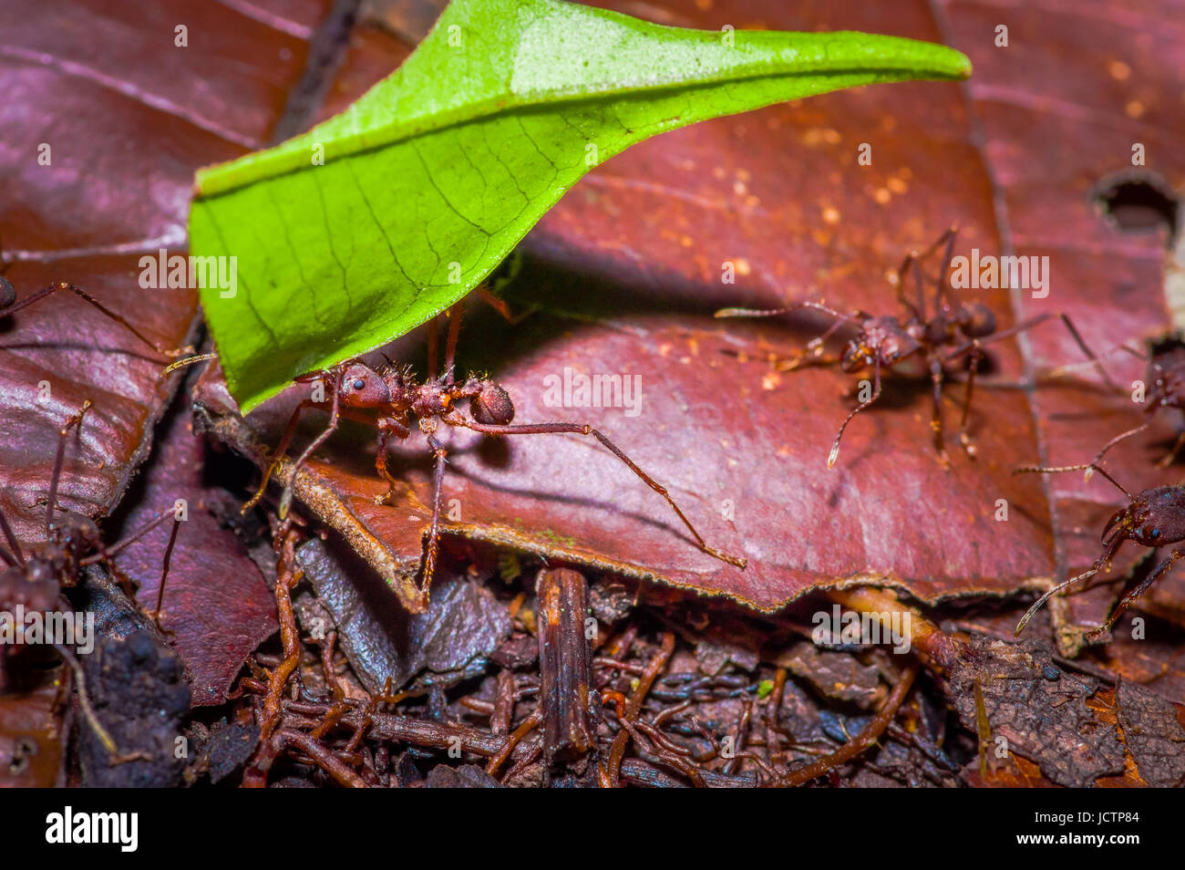 Small red ants cutting tree leafs, on the ground inside the forest in ...