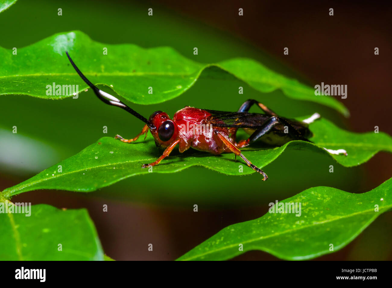 Small red insect sitting on a green leaf in the amazon rainforest in ...