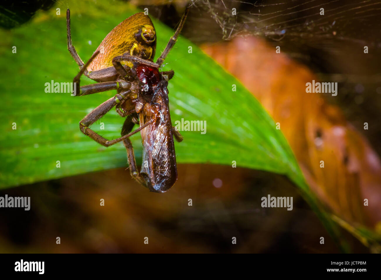 Camel spider pedipalps hi-res stock photography and images - Alamy