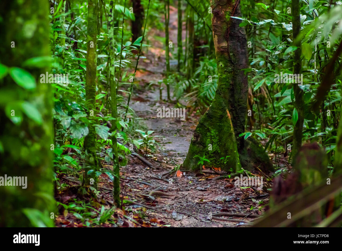 Path inside of the amazon rainforest, surrounding of dense vegetation ...