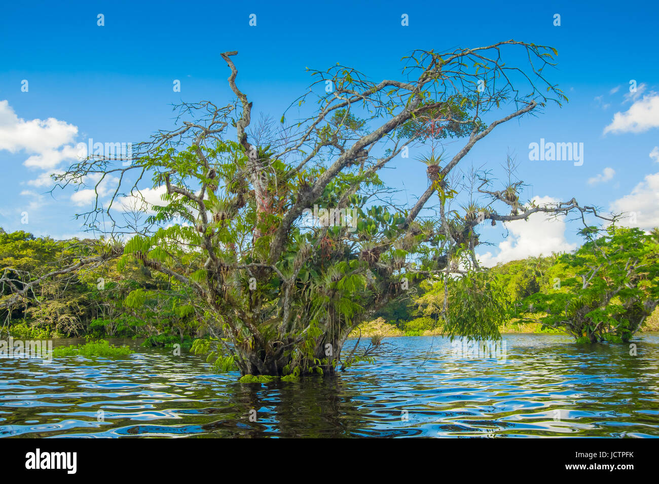 Water trees found in tropical and subtropical tidal areas, Cuyabeno ...