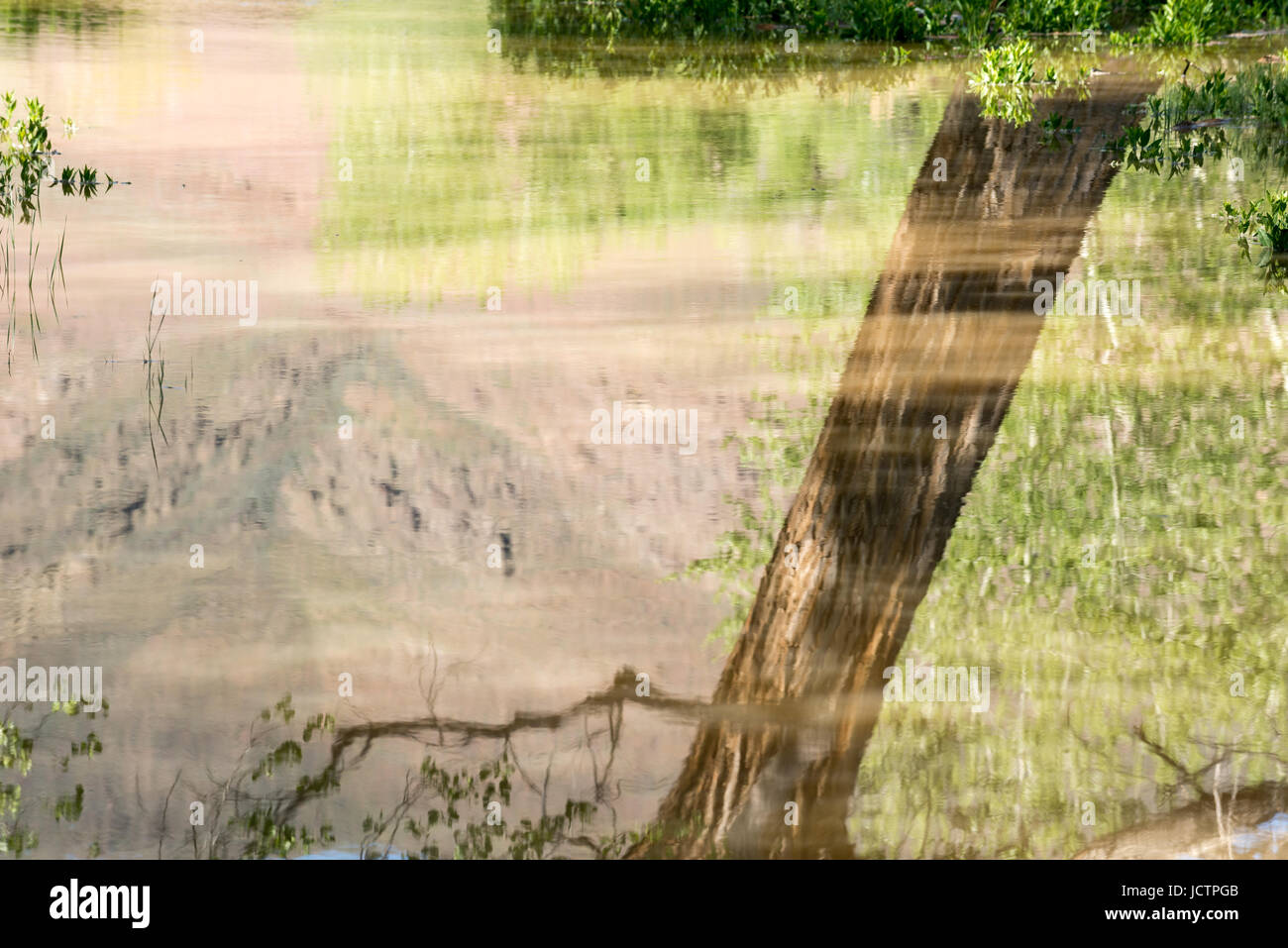 Cottonwood tree reflected in a flooded backwater channel of the Carson ...