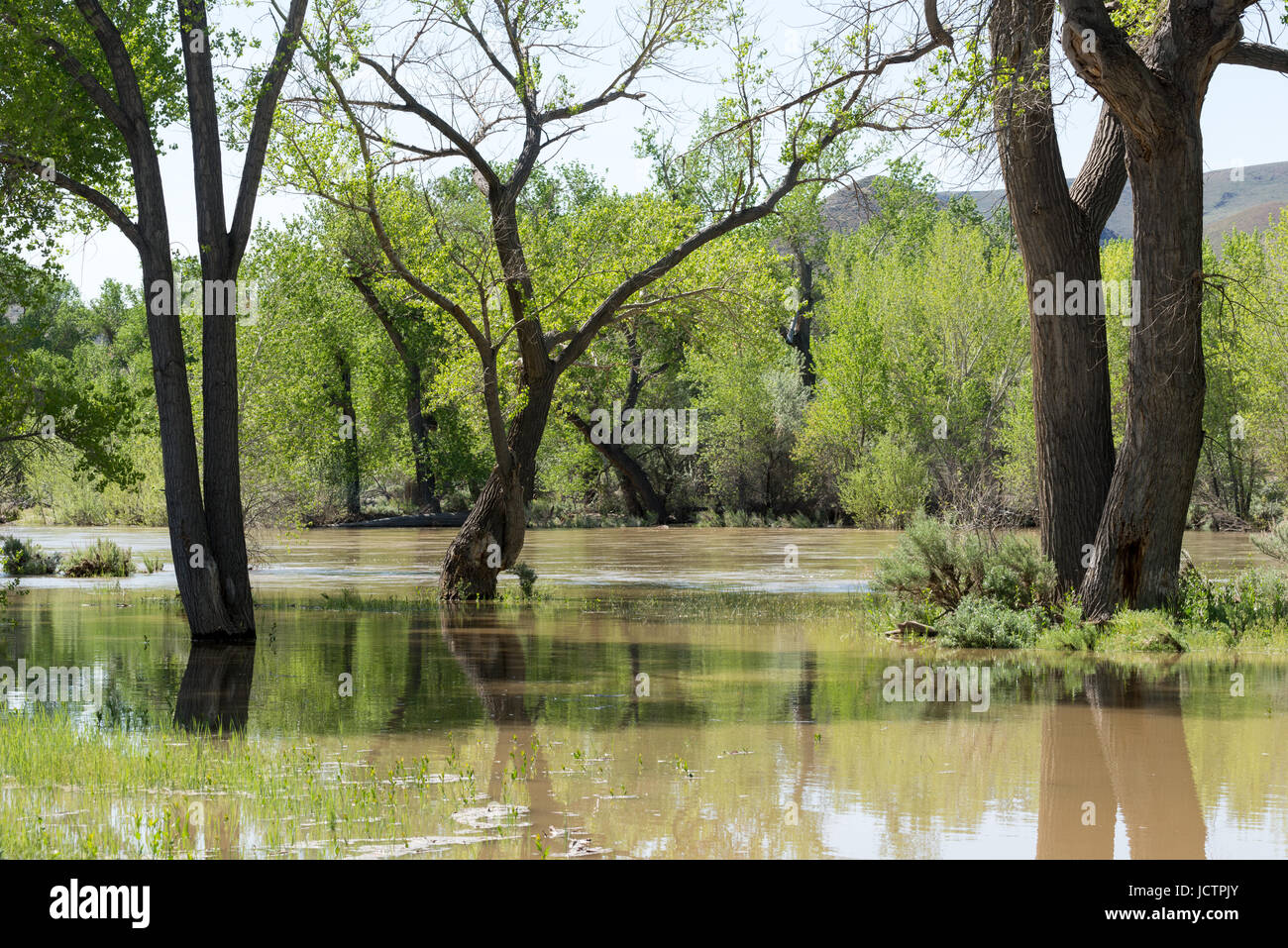 Riparian cottonwood forest hi-res stock photography and images - Alamy