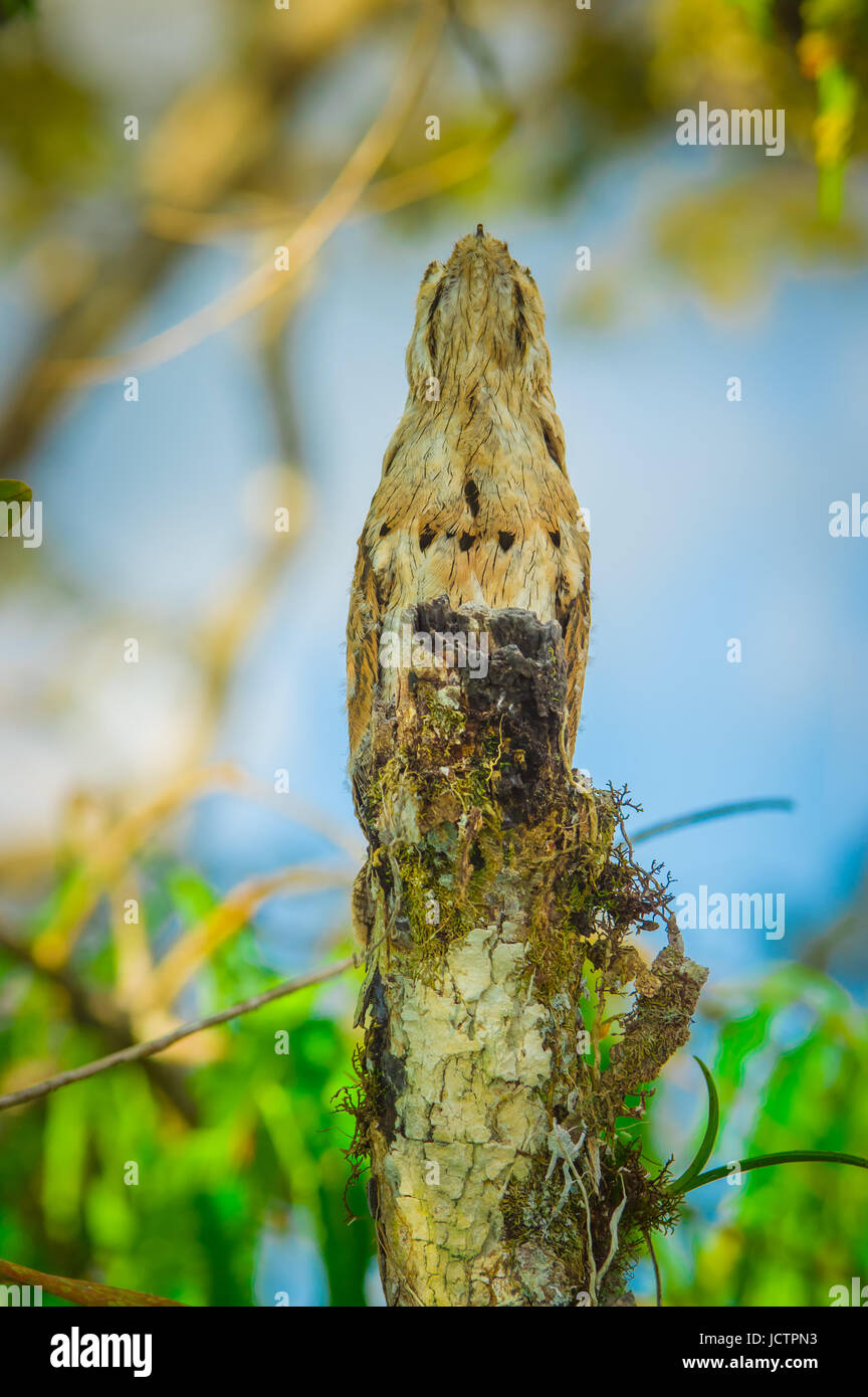 Juvenile Great Potoo of Nyctibius grandis bird, in the Cuyabeno ...
