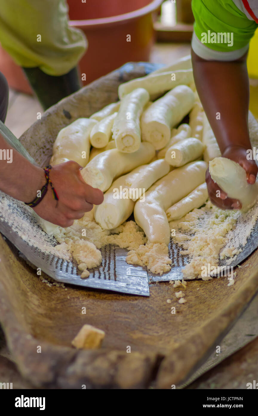 Grated yucca being prepared for bread in a Siona village in the ...