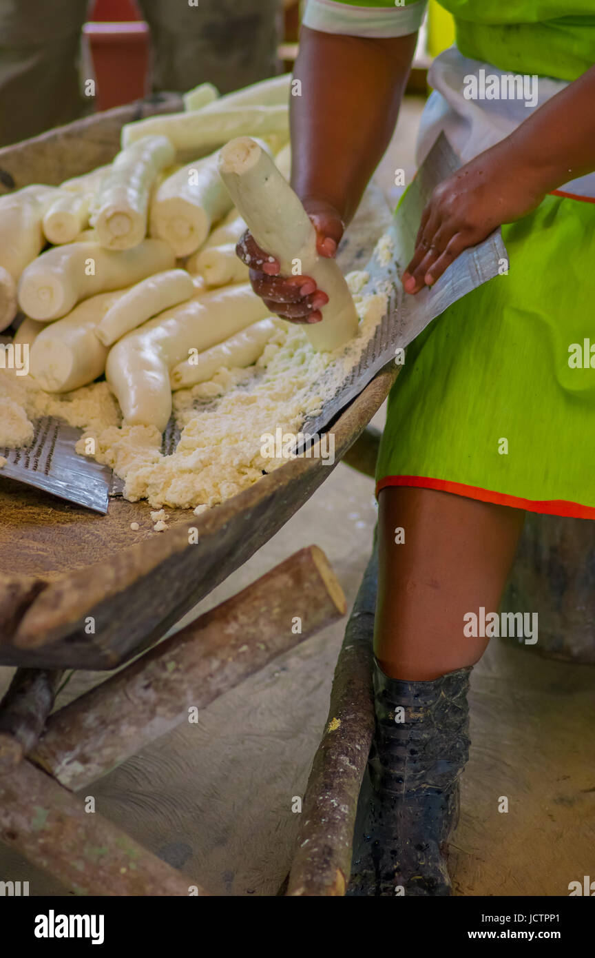 Grated yucca being prepared for bread in a Siona village in the ...