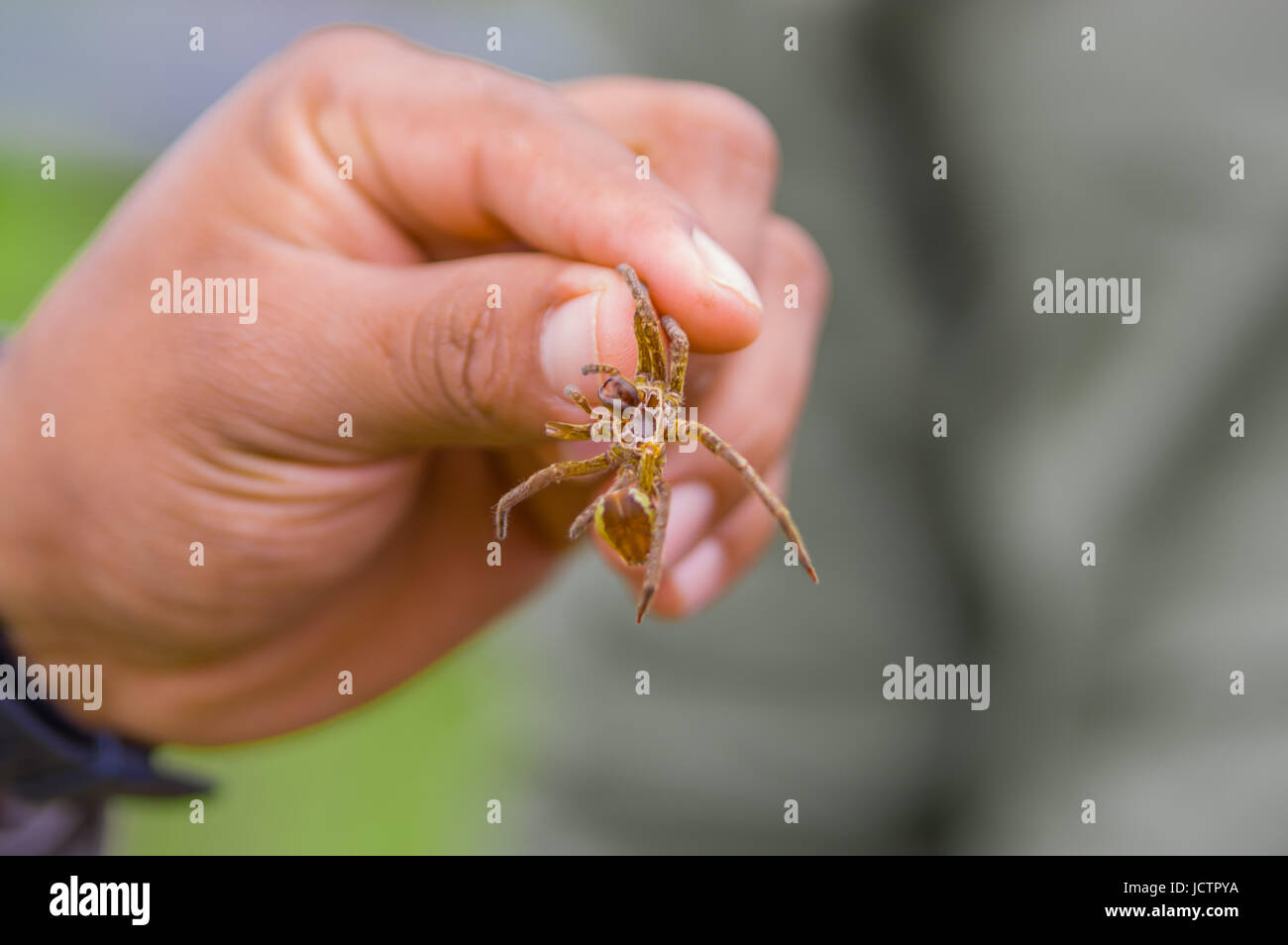 Hand holding rest of a small bug exoskeleton after transforming, inside ...