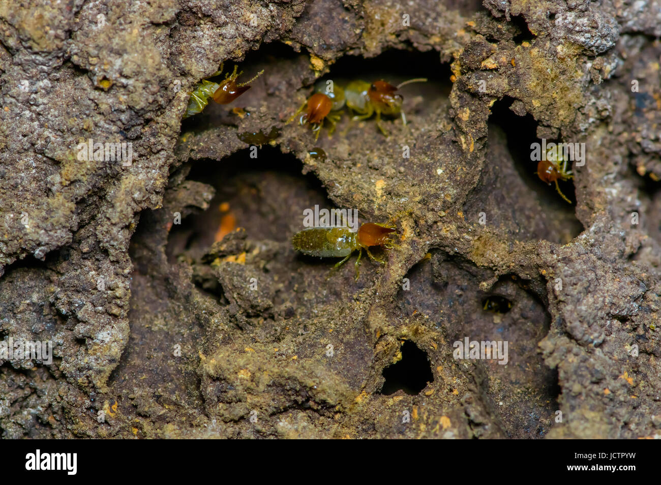 Termites insects in colony over wood inside of the amazon rainforest in ...