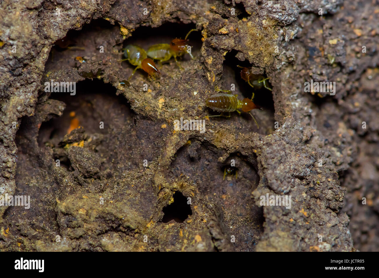 Termites insects in colony over wood inside of the amazon rainforest in ...