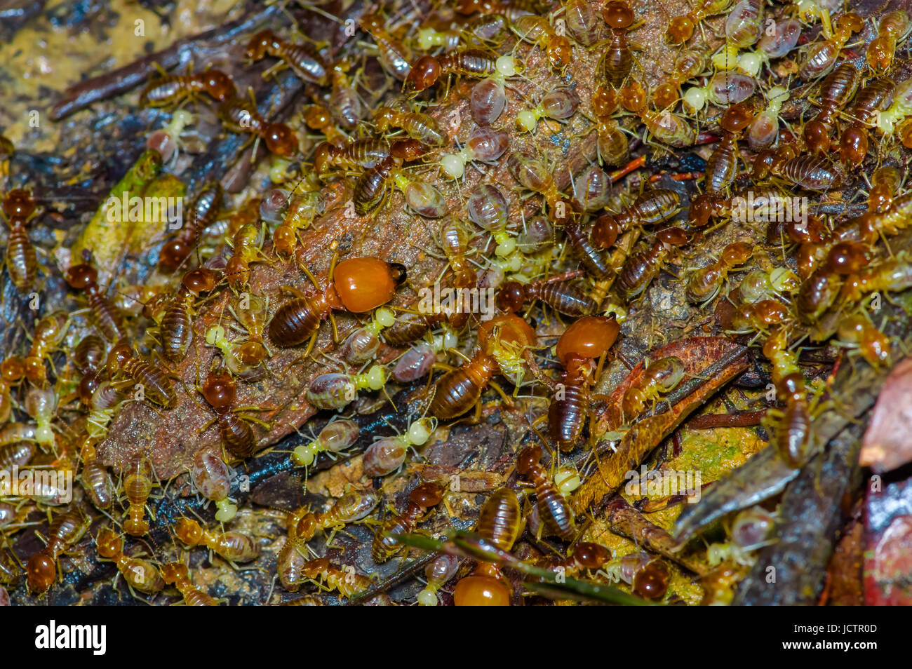 Inside termite mound hi-res stock photography and images - Alamy