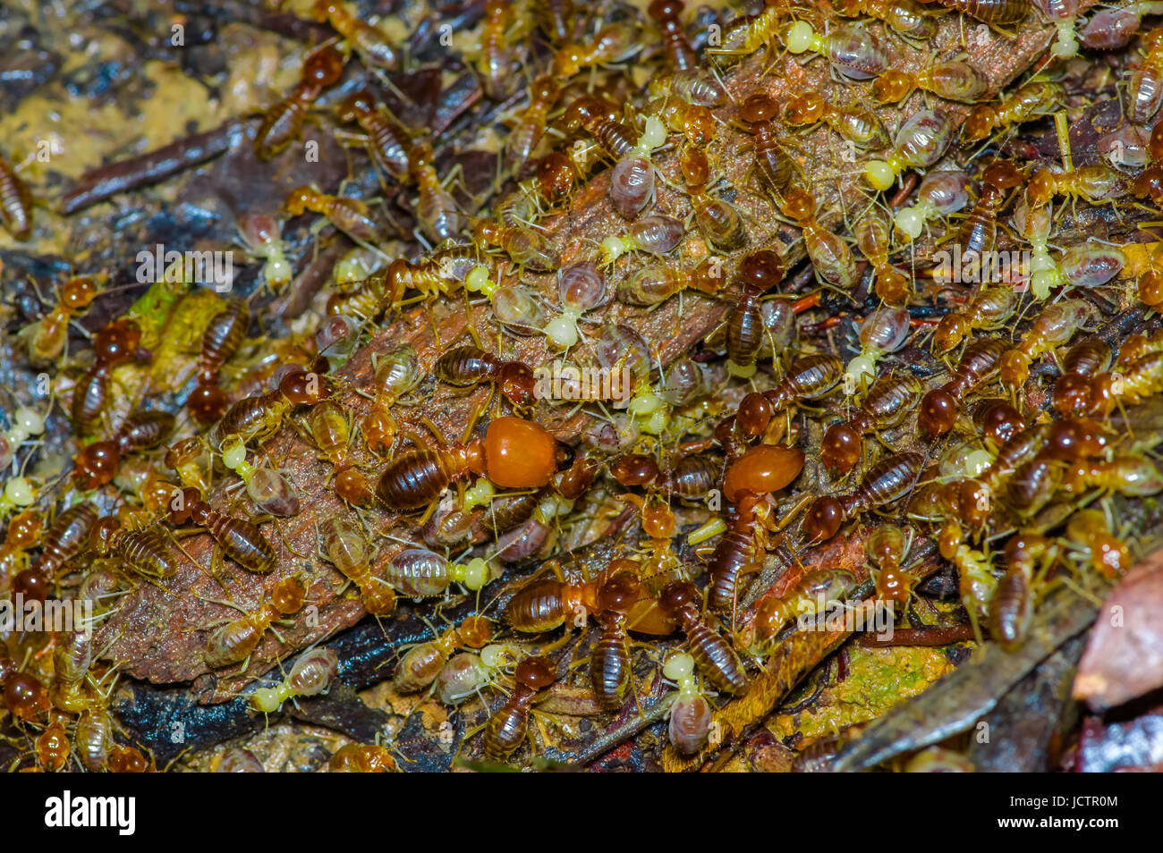 Termites insects in colony over wood inside of the amazon rainforest in ...