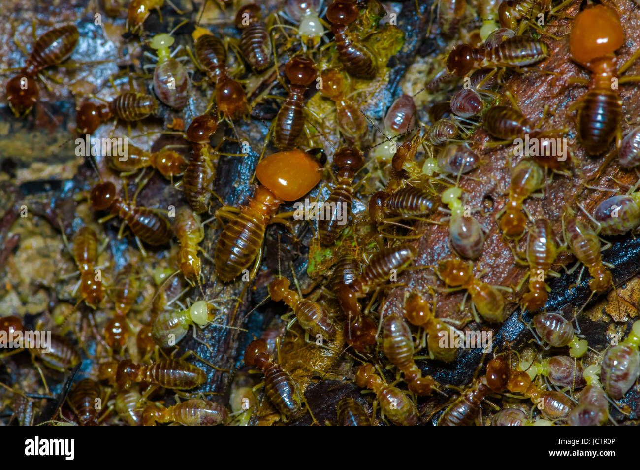 Termites insects in colony over wood inside of the amazon rainforest in ...