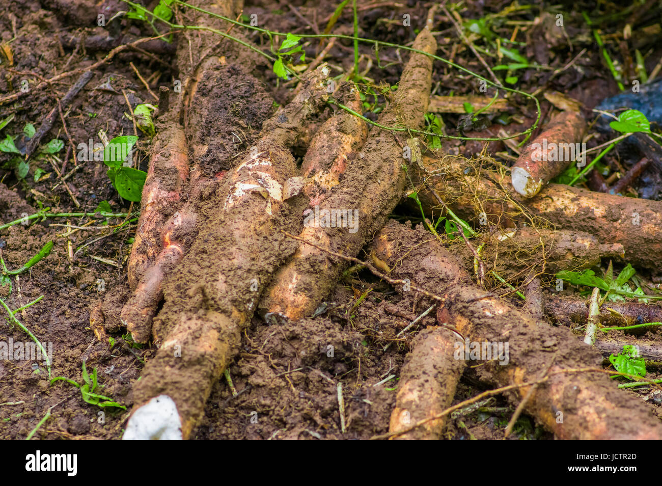 Root of yucca plant, inside of the amazon forest in Cuyabeno, Ecuador ...