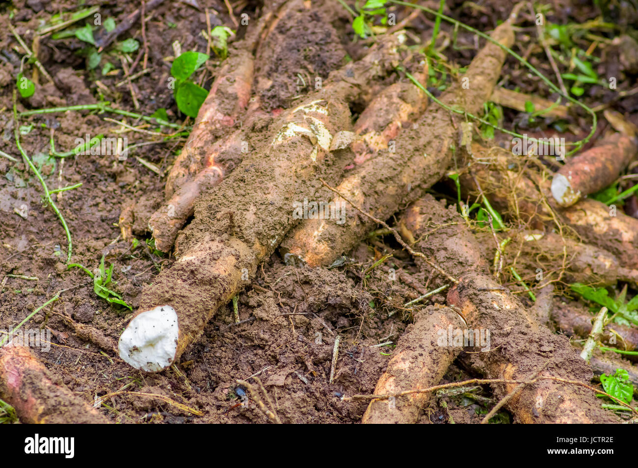 Root of yucca plant, inside of the amazon forest in Cuyabeno, Ecuador ...