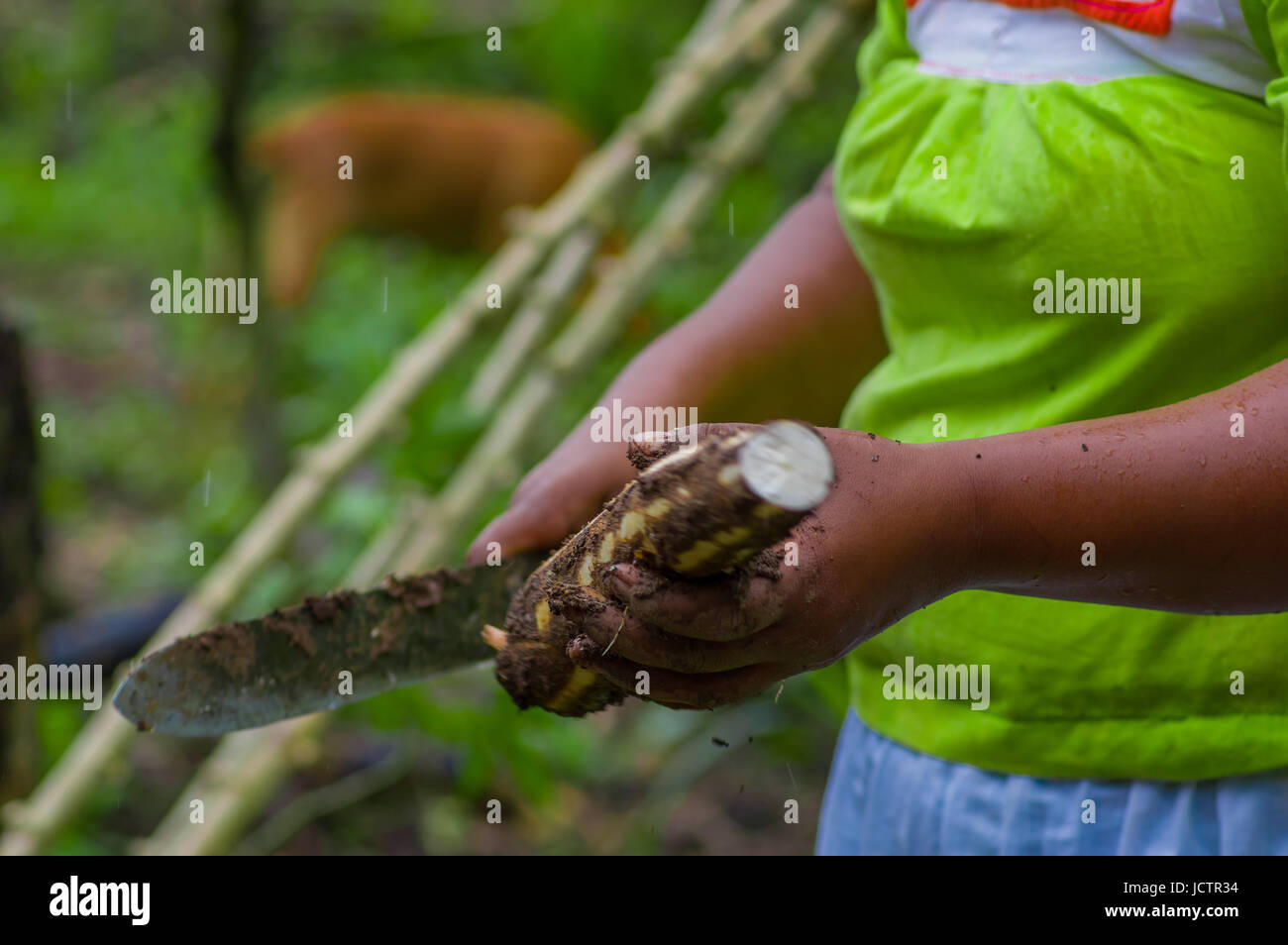 Cutting a root of yucca plant, inside of the amazon forest in Cuyabeno ...