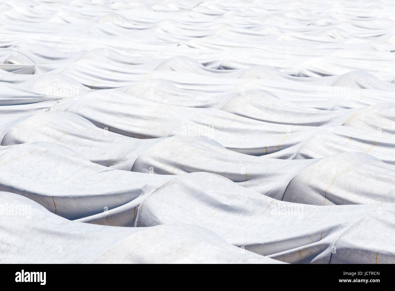 Row cover protecting crops on a farm in Nevada's Mason Valley Stock ...