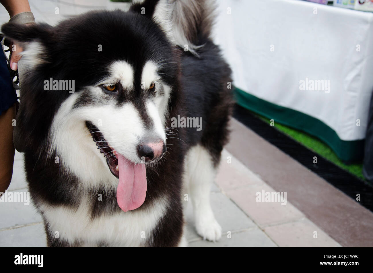 Dog breed alaskan malamute giant relax at outdoor Stock Photo - Alamy