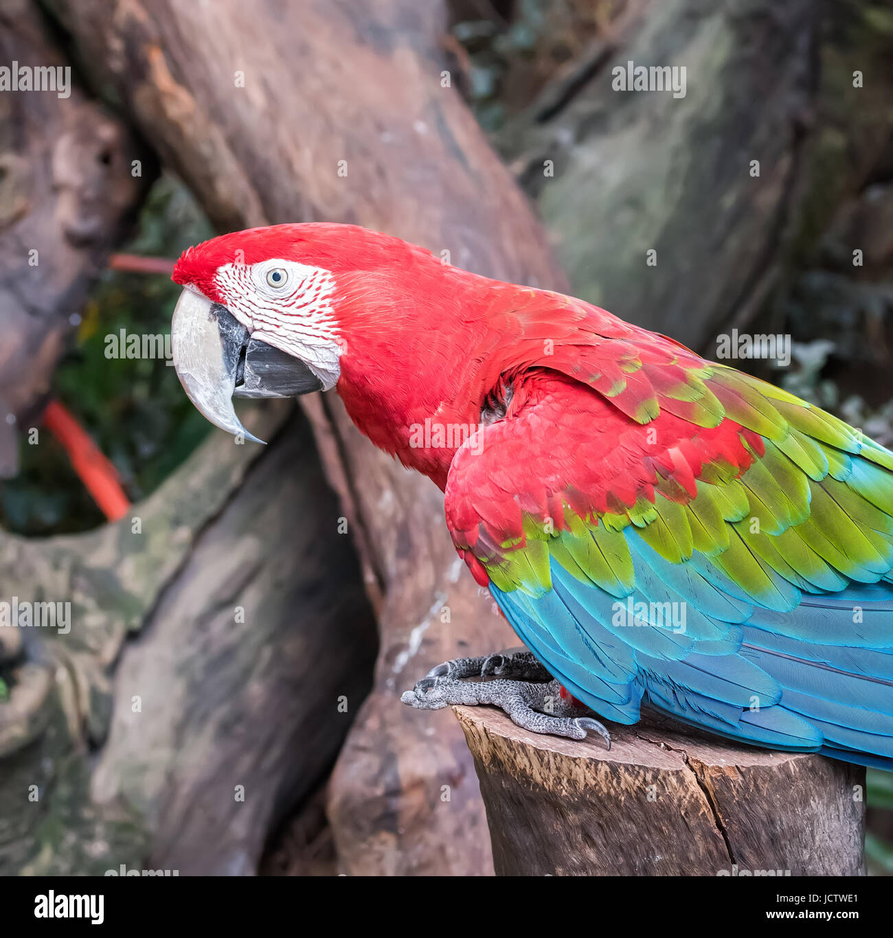 Colourful parrots bird sitting on the perch Stock Photo - Alamy
