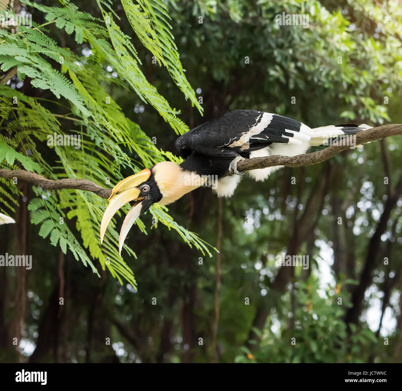 Great pied hornbill hi-res stock photography and images - Alamy