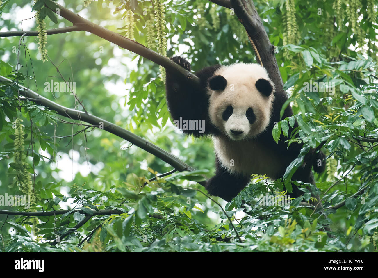 Giant panda baby over the tree Stock Photo - Alamy