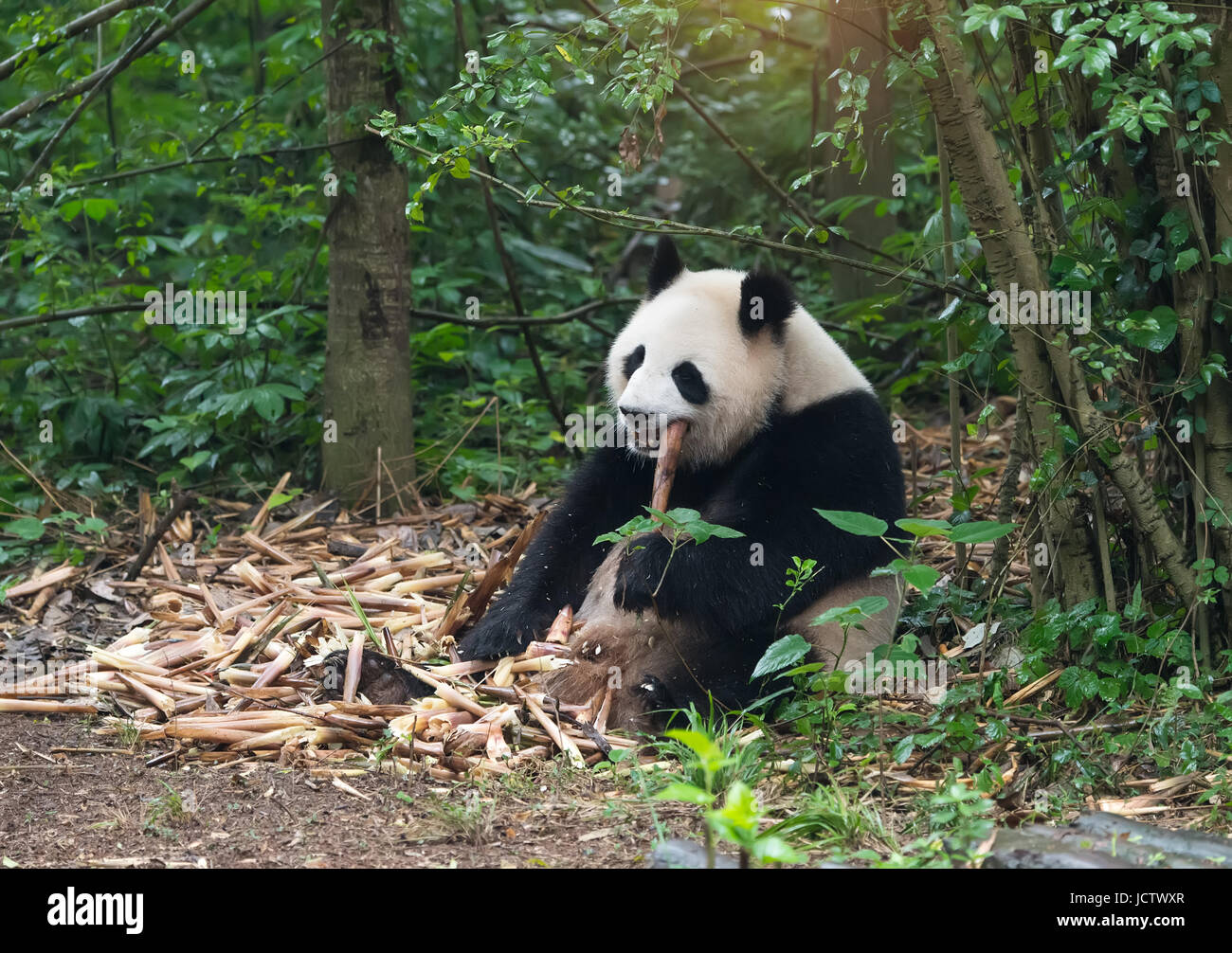 Panda eat eating food hungry hi-res stock photography and images - Alamy