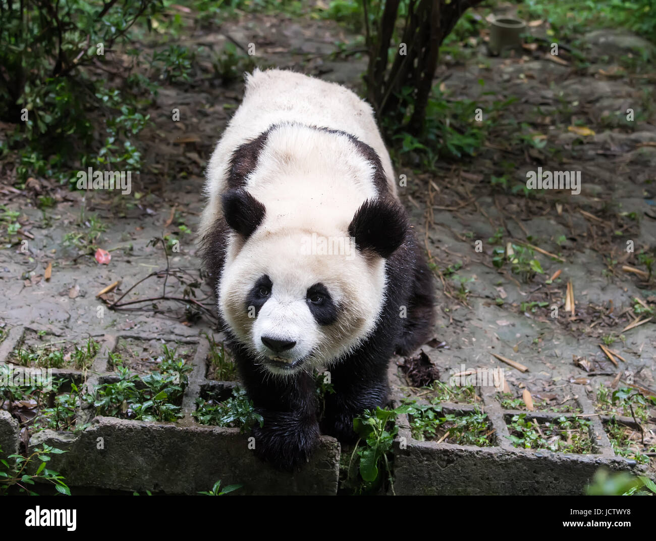 giant panda in chengdu wild zoo Stock Photo - Alamy
