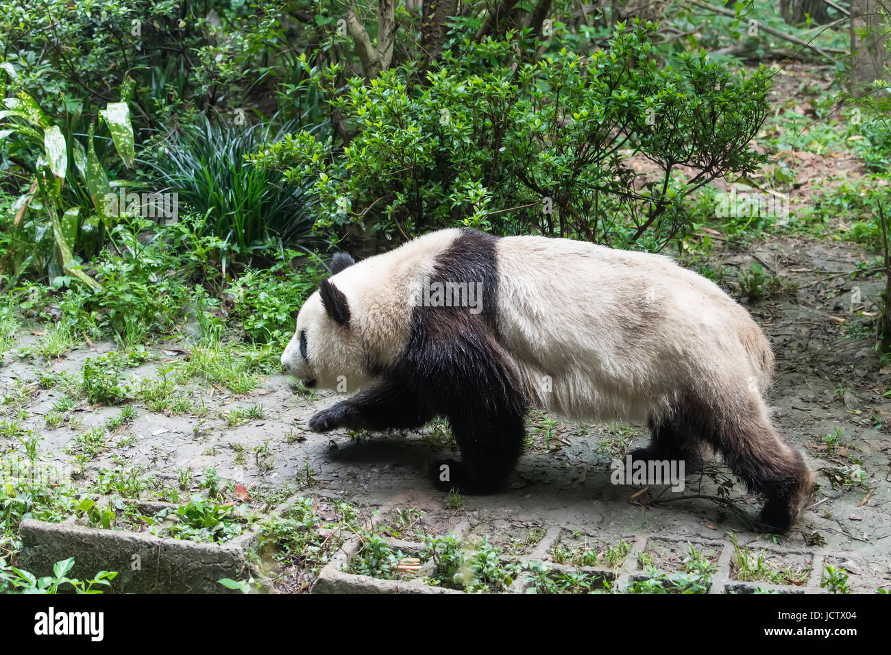 giant panda in chengdu wild zoo Stock Photo - Alamy