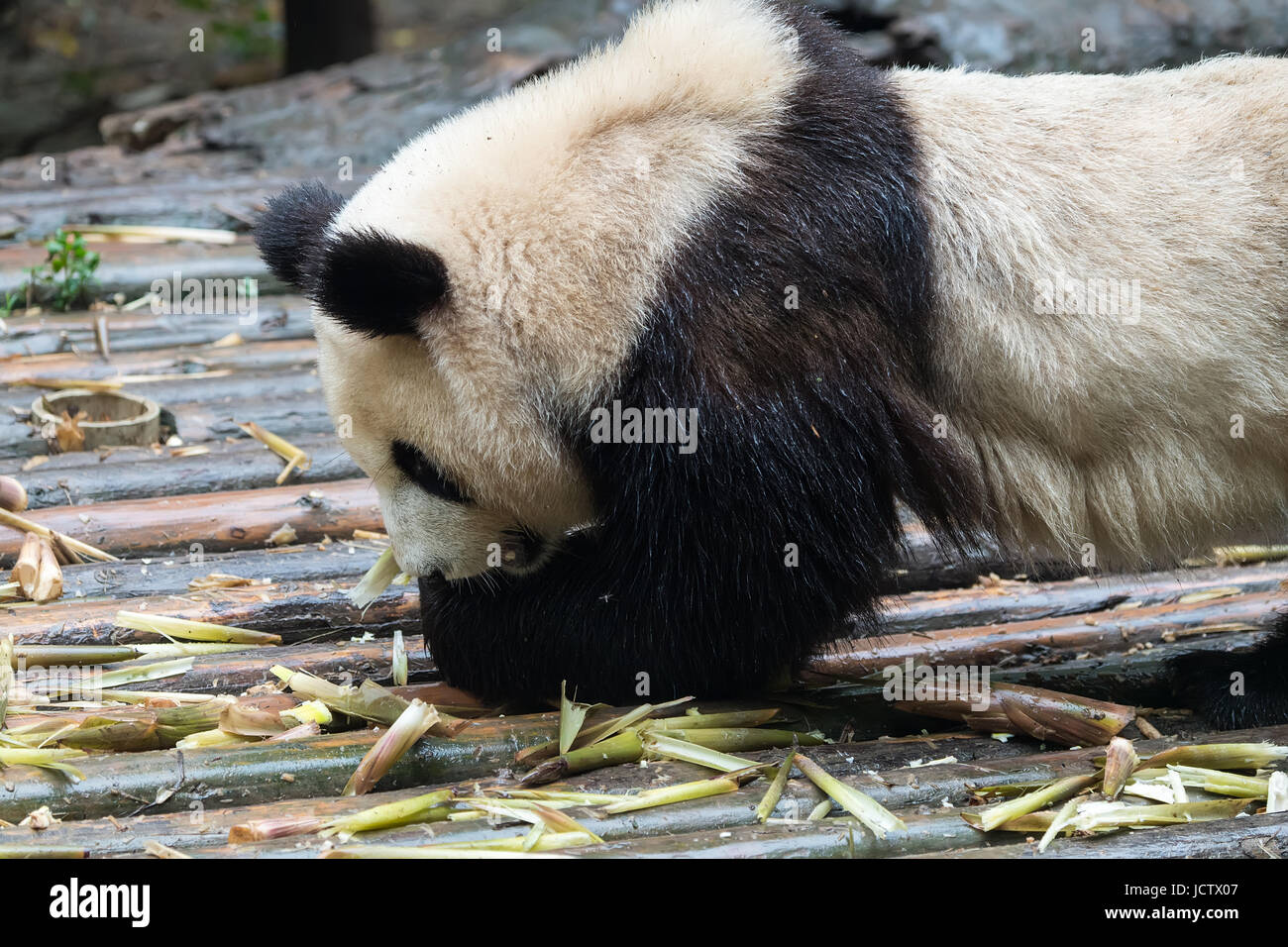 Panda eat eating food hungry hi-res stock photography and images - Alamy