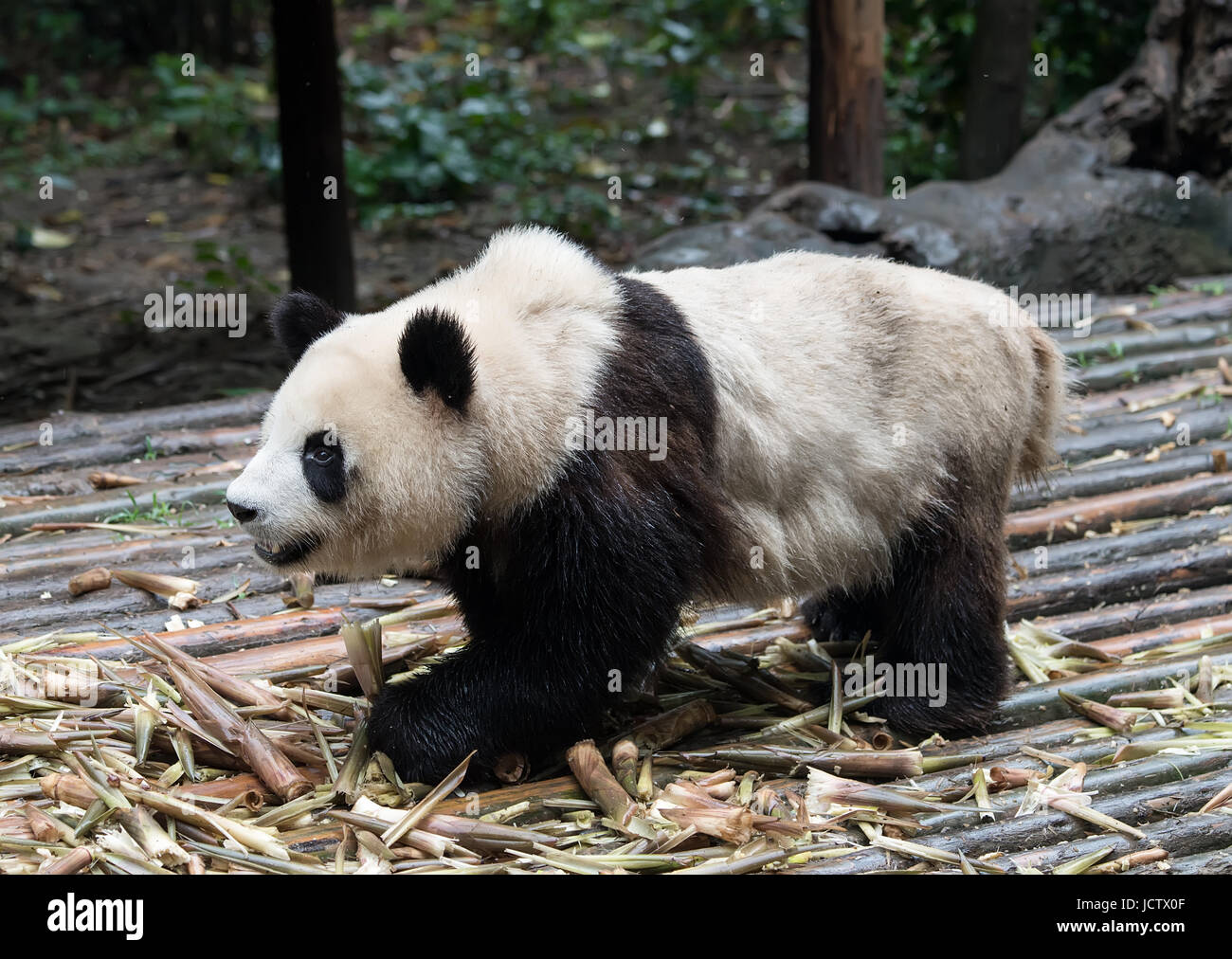 giant panda eating bamboo Stock Photo - Alamy