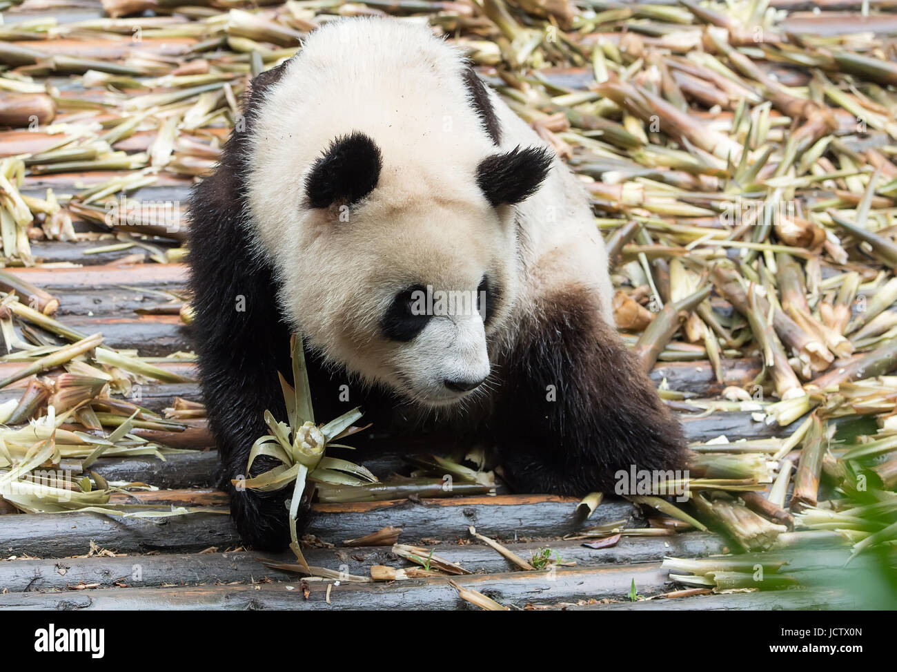 giant panda eating bamboo Stock Photo - Alamy