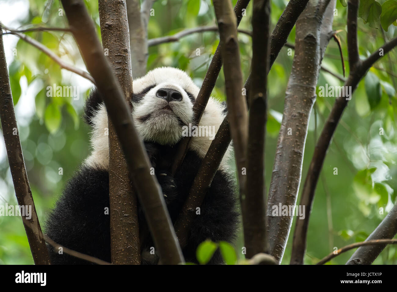 Giant panda baby over the tree Stock Photo - Alamy