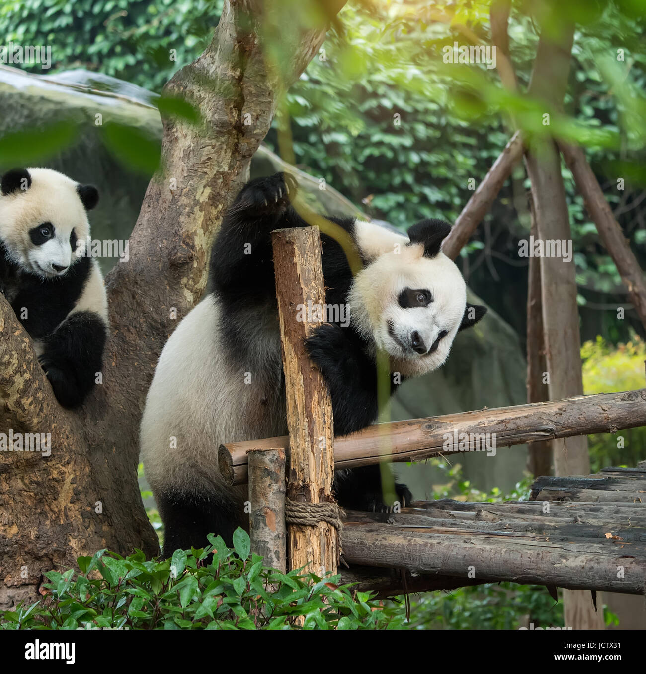 Giant panda baby over the tree Stock Photo - Alamy