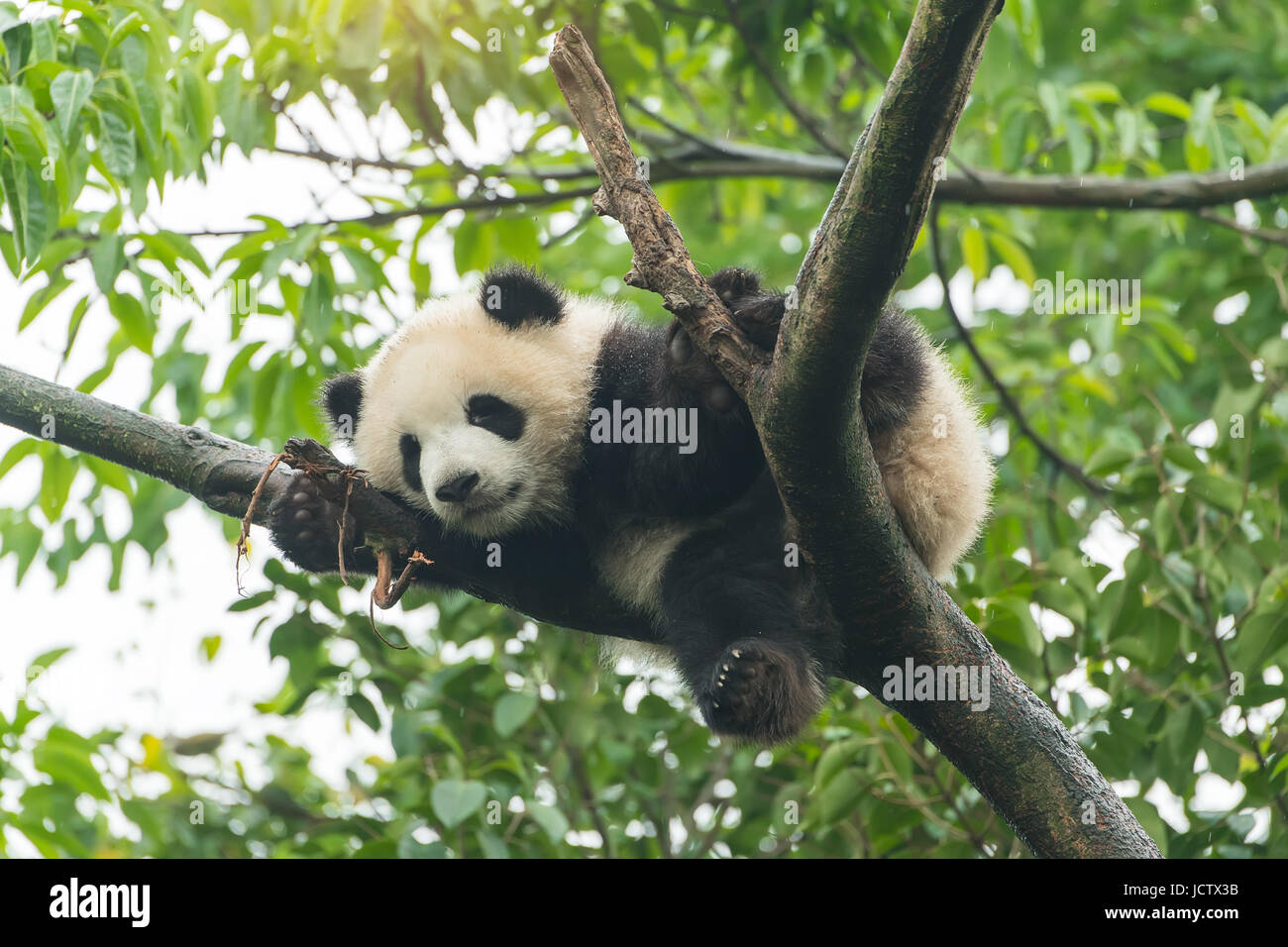 Giant panda baby over the tree Stock Photo - Alamy
